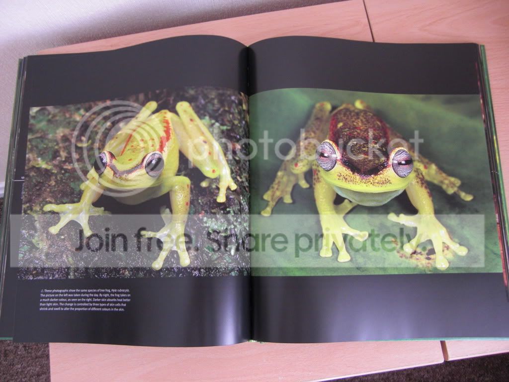 NW England - For sale... Thomas Marent Frog book brilliant book for ...