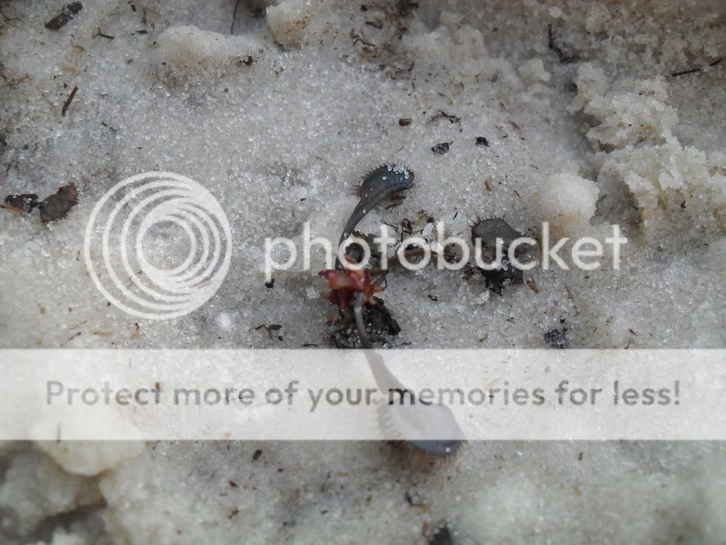 New and old VFTs - FlyTrapCare Forums