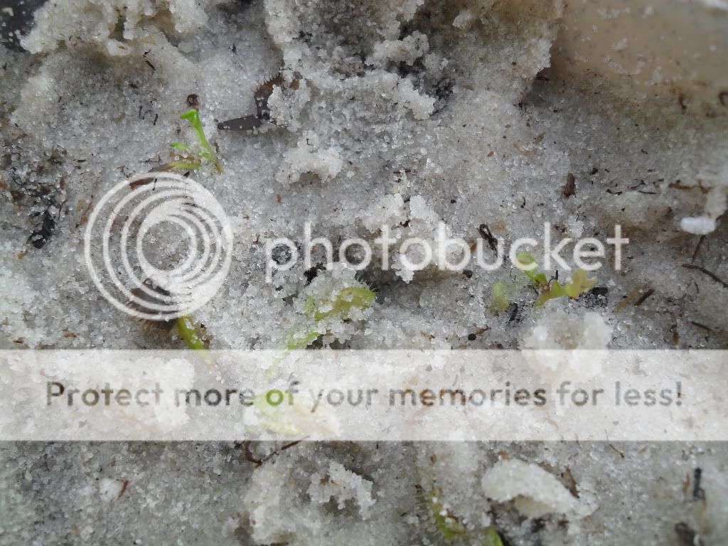 New and old VFTs - FlyTrapCare Forums