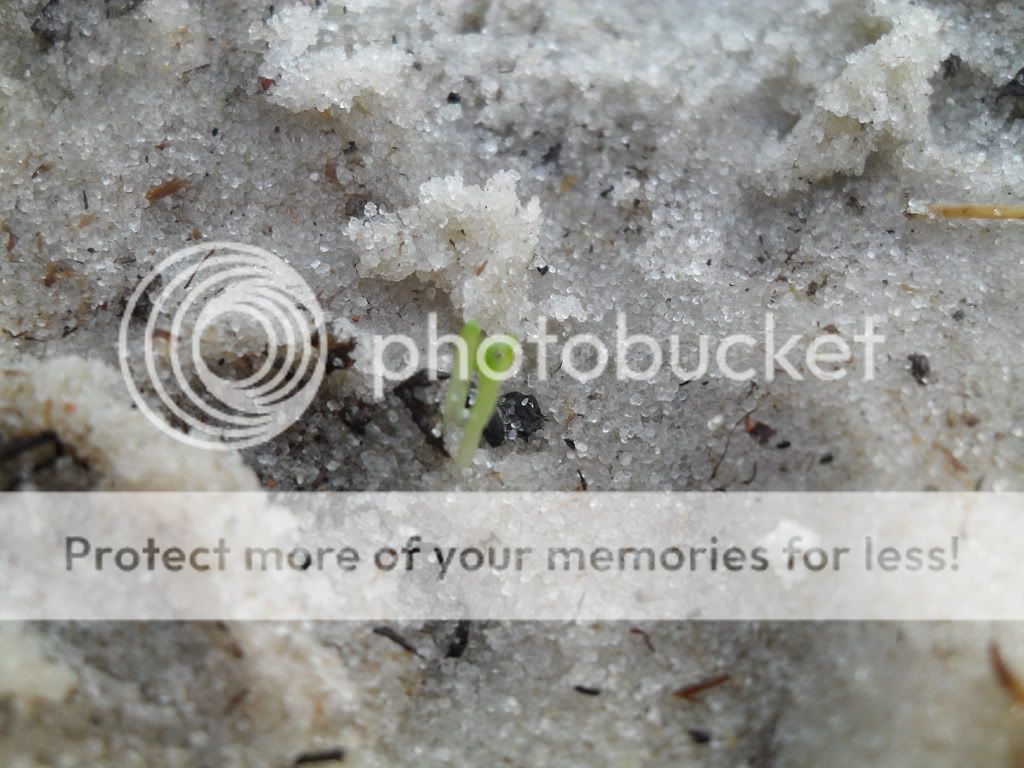 New and old VFTs - FlyTrapCare Forums