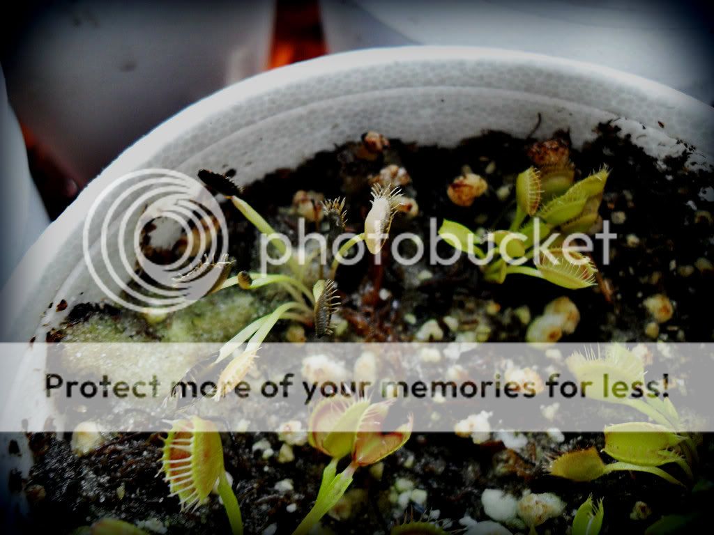 Help, all my traps are turning black - FlyTrapCare Forums