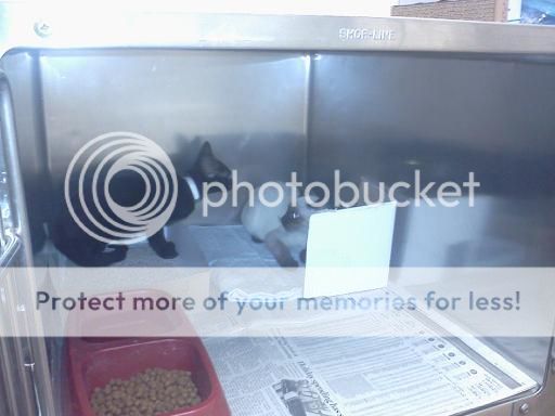 The Kitty Corner | Indiegogo